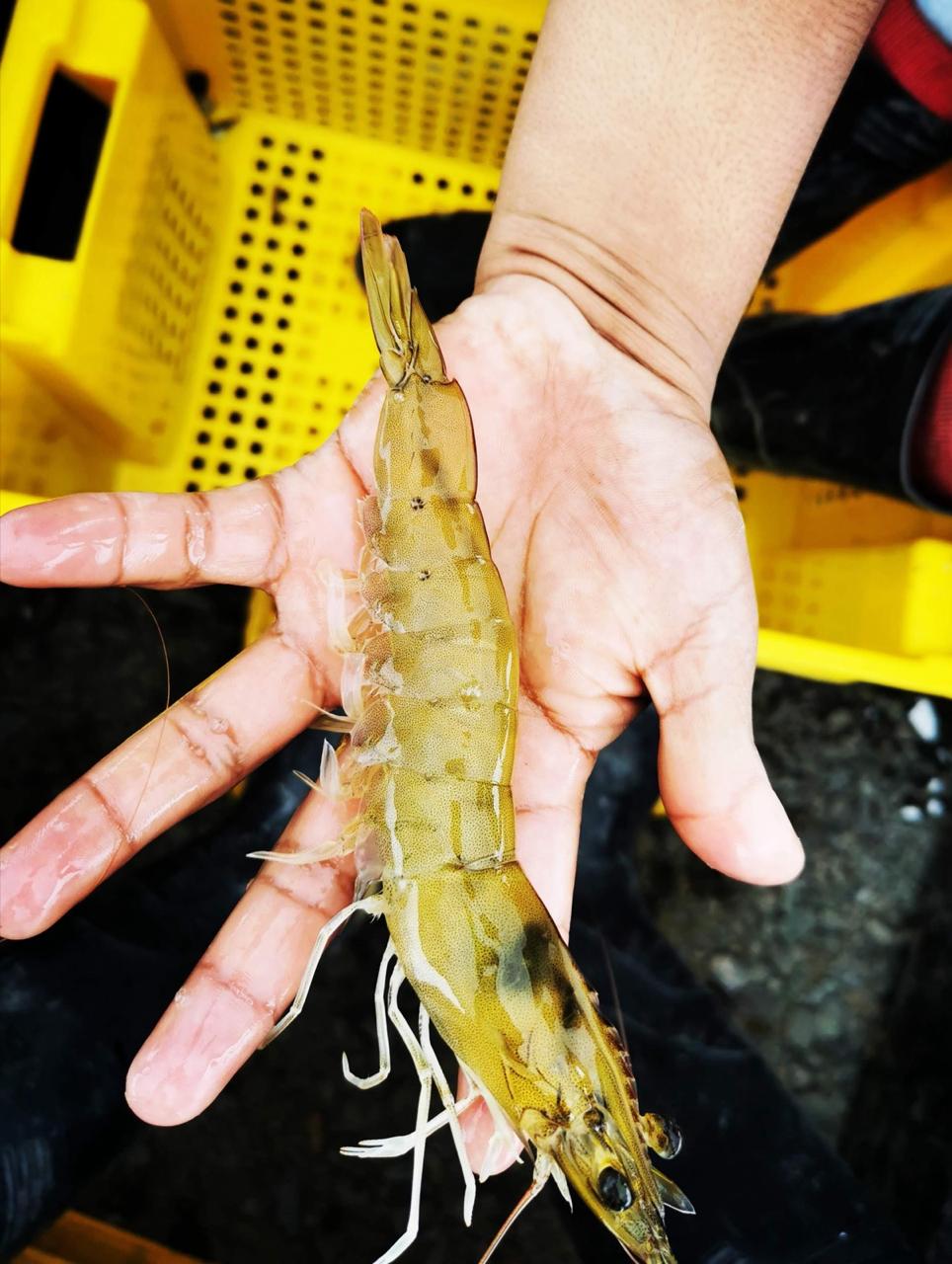 Visita la Parroquia Taura: Joya Turística de Ecuador 🧭