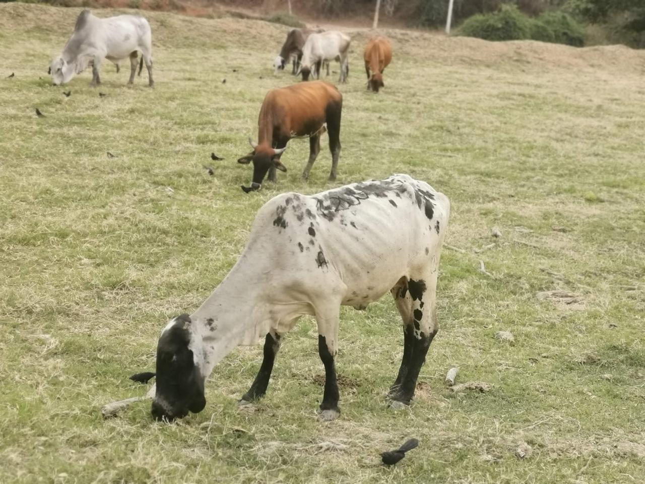 Visita la Parroquia Taura: Joya Turística de Ecuador 🧭