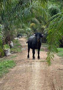 Visita la Parroquia Taura: Joya Turística de Ecuador 🧭